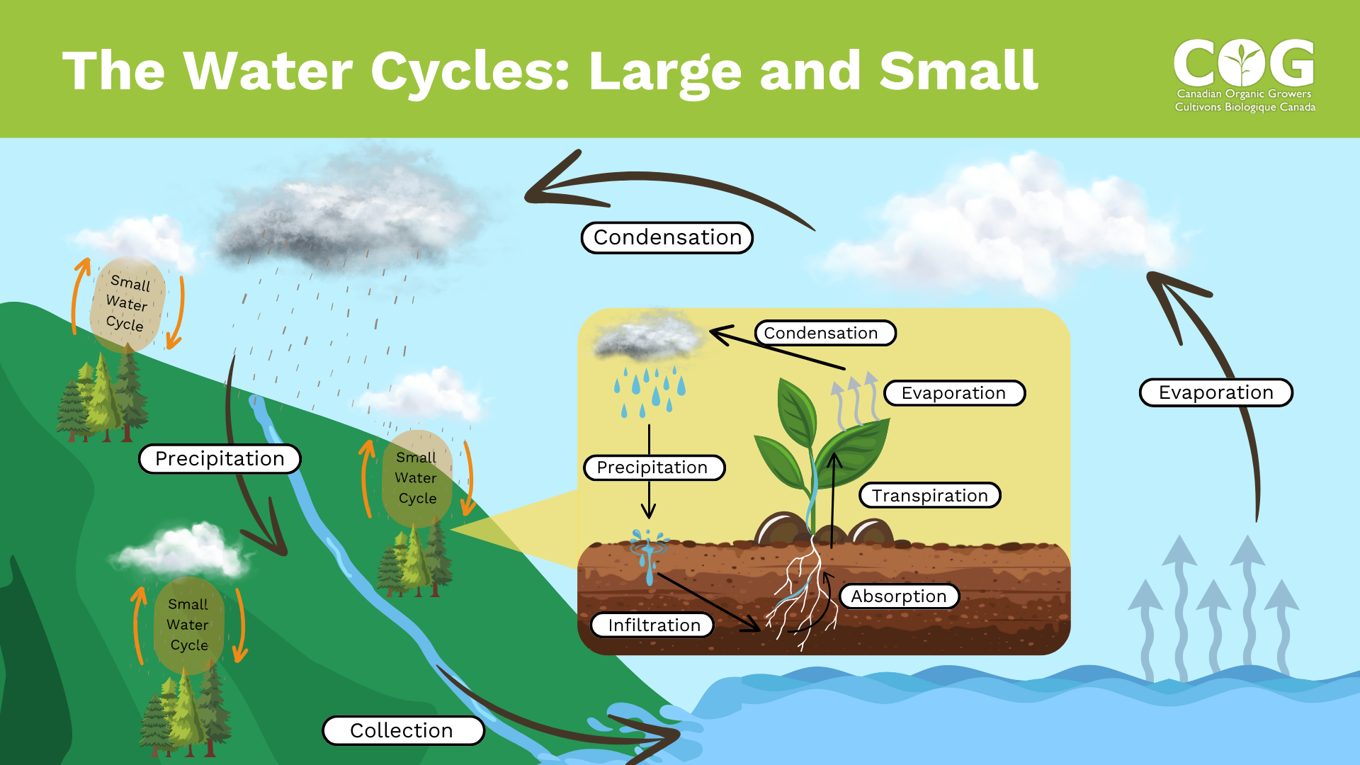 Small Water Cycle - Canadian Organic Growers