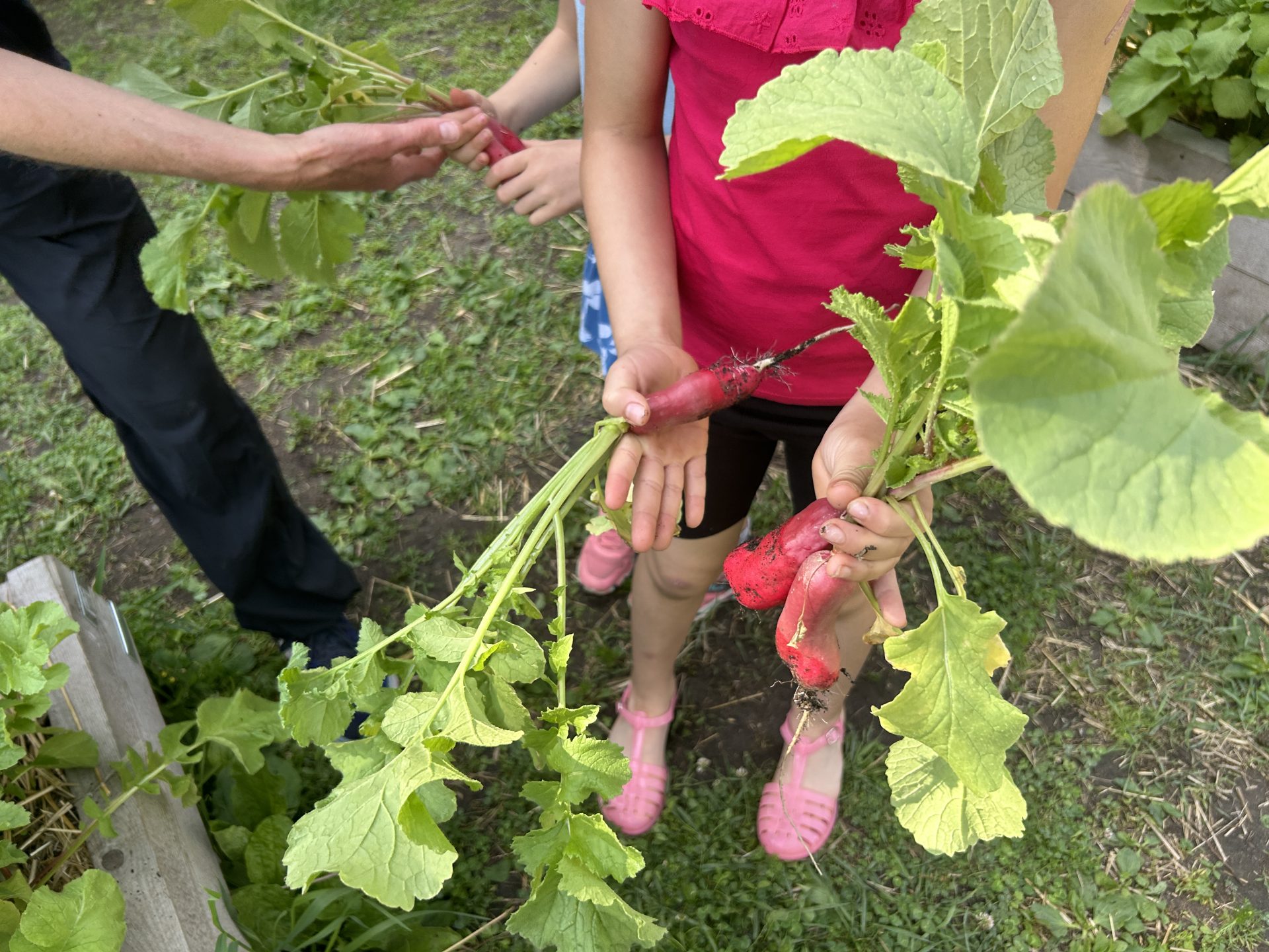 Growing Up Organic - Canadian Organic Growers