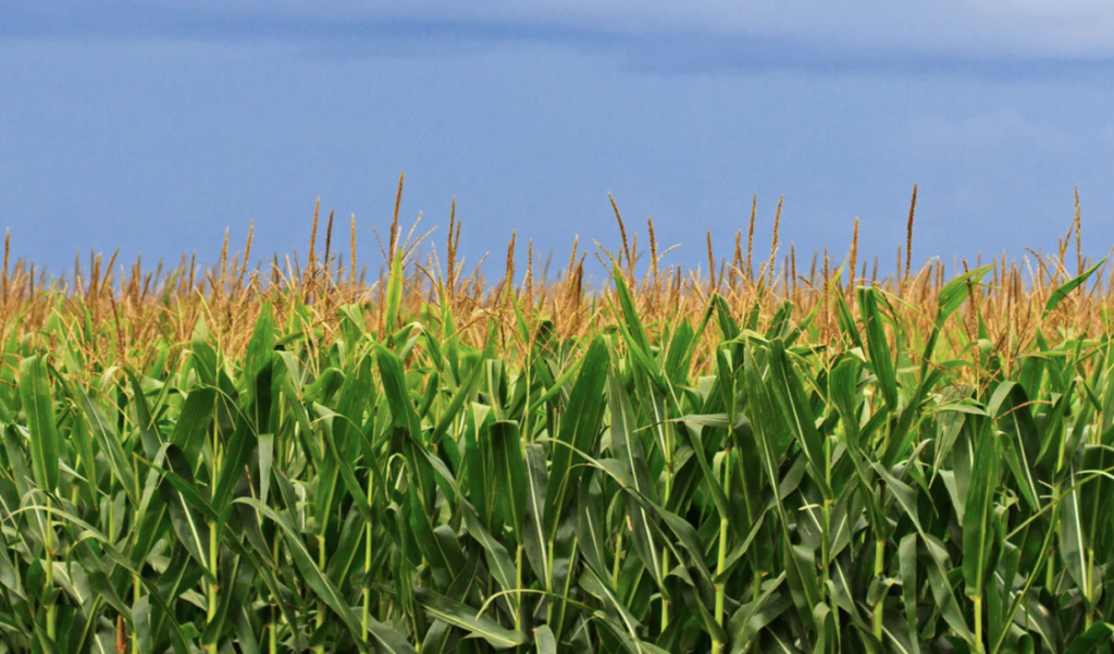 Trump Proofing Your Organic Field Crop Rotation - Canadian Organic Growers